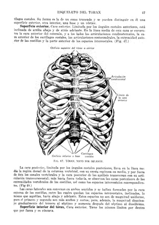 Capítulo 05. esqueleto del torax | PDF