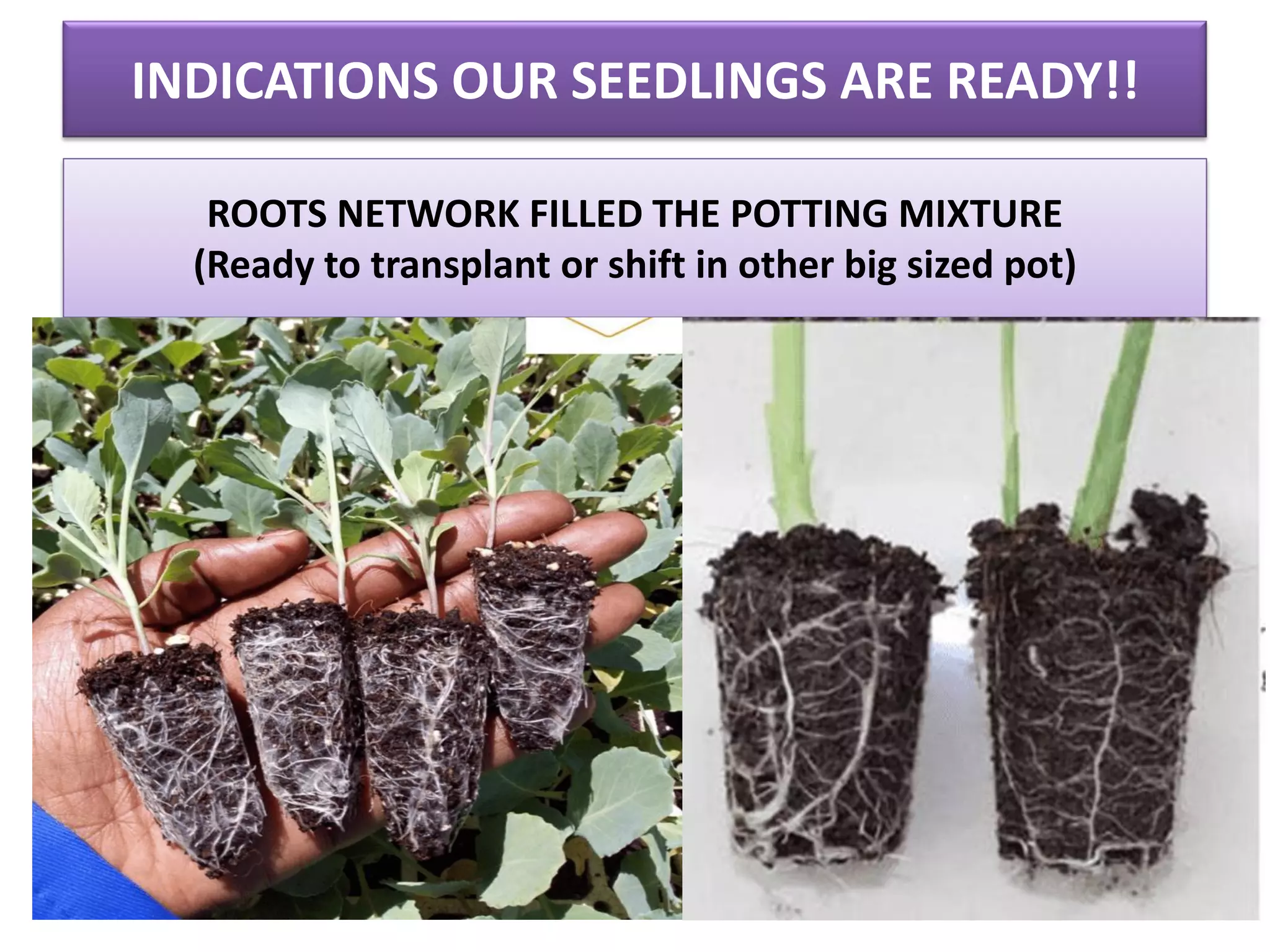 transplanting of Vegetable seedlings | PDF