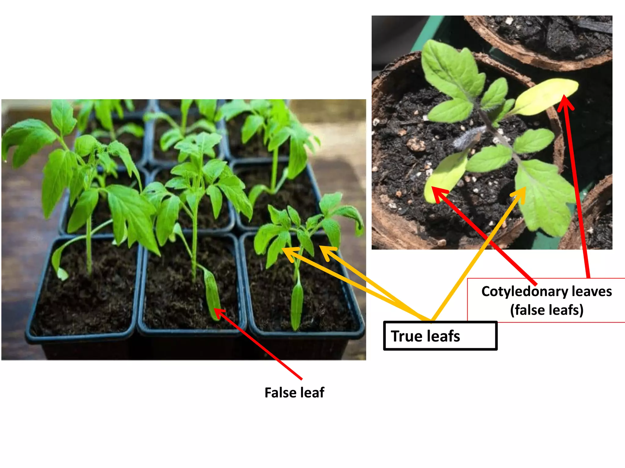 transplanting of Vegetable seedlings | PDF