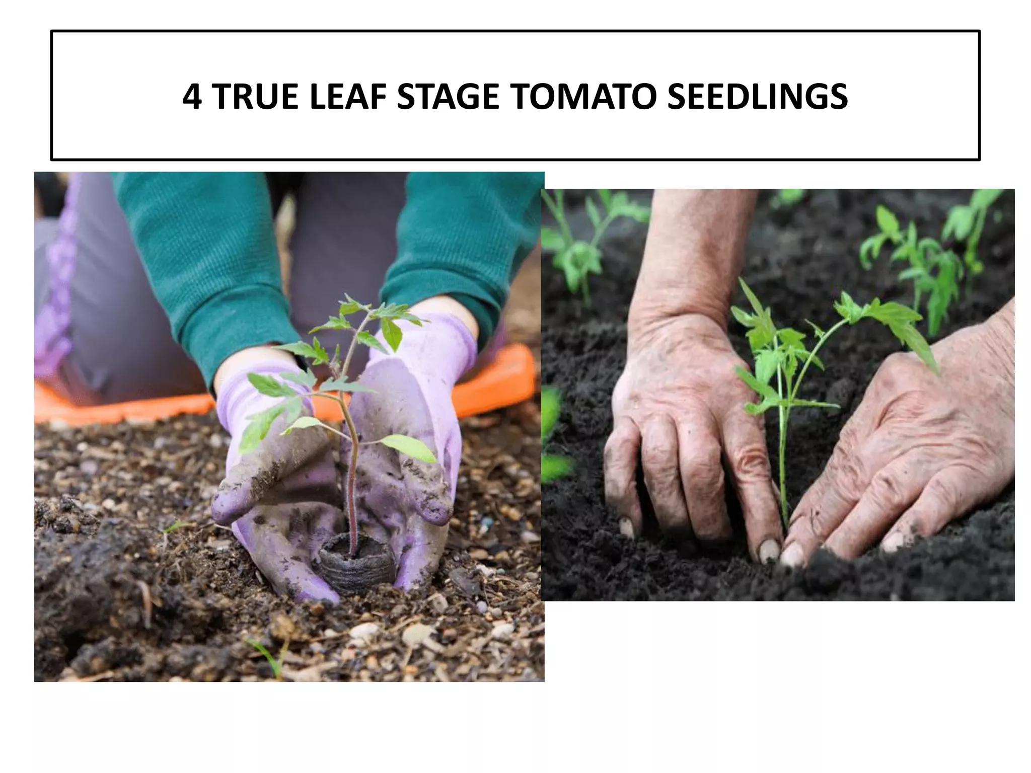 transplanting of Vegetable seedlings | PDF