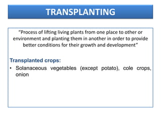 transplanting of Vegetable seedlings | PDF
