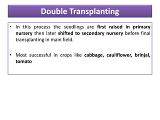 transplanting of Vegetable seedlings | PDF