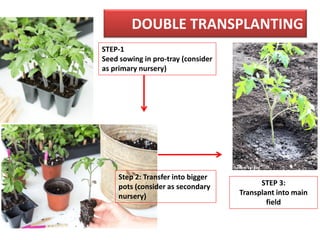 transplanting of Vegetable seedlings | PDF
