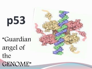 P53 | PPTX