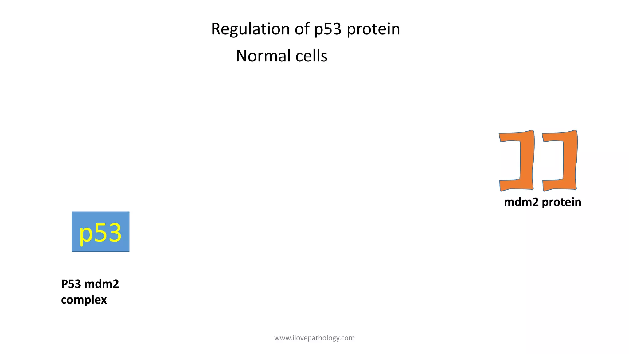 P53 | PDF