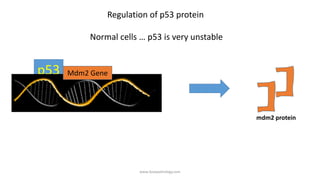 P53 | PDF