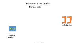 P53 | PDF