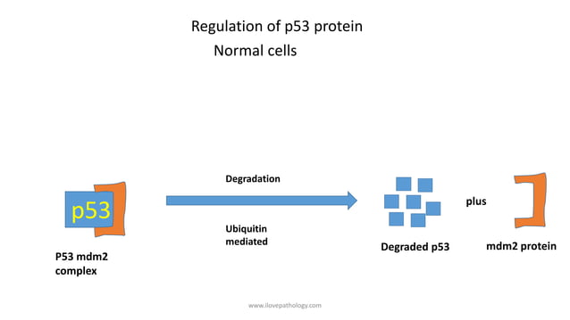 P53 | PDF | Cancer | Diseases and Conditions
