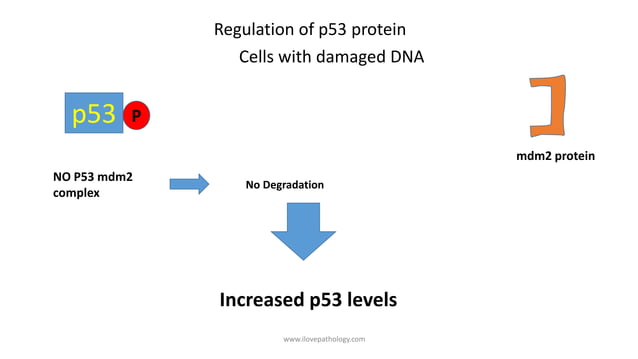 P53 | PDF | Cancer | Diseases and Conditions