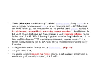 P53.pptx