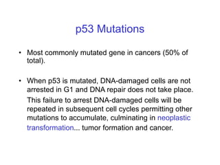 P53.pptx