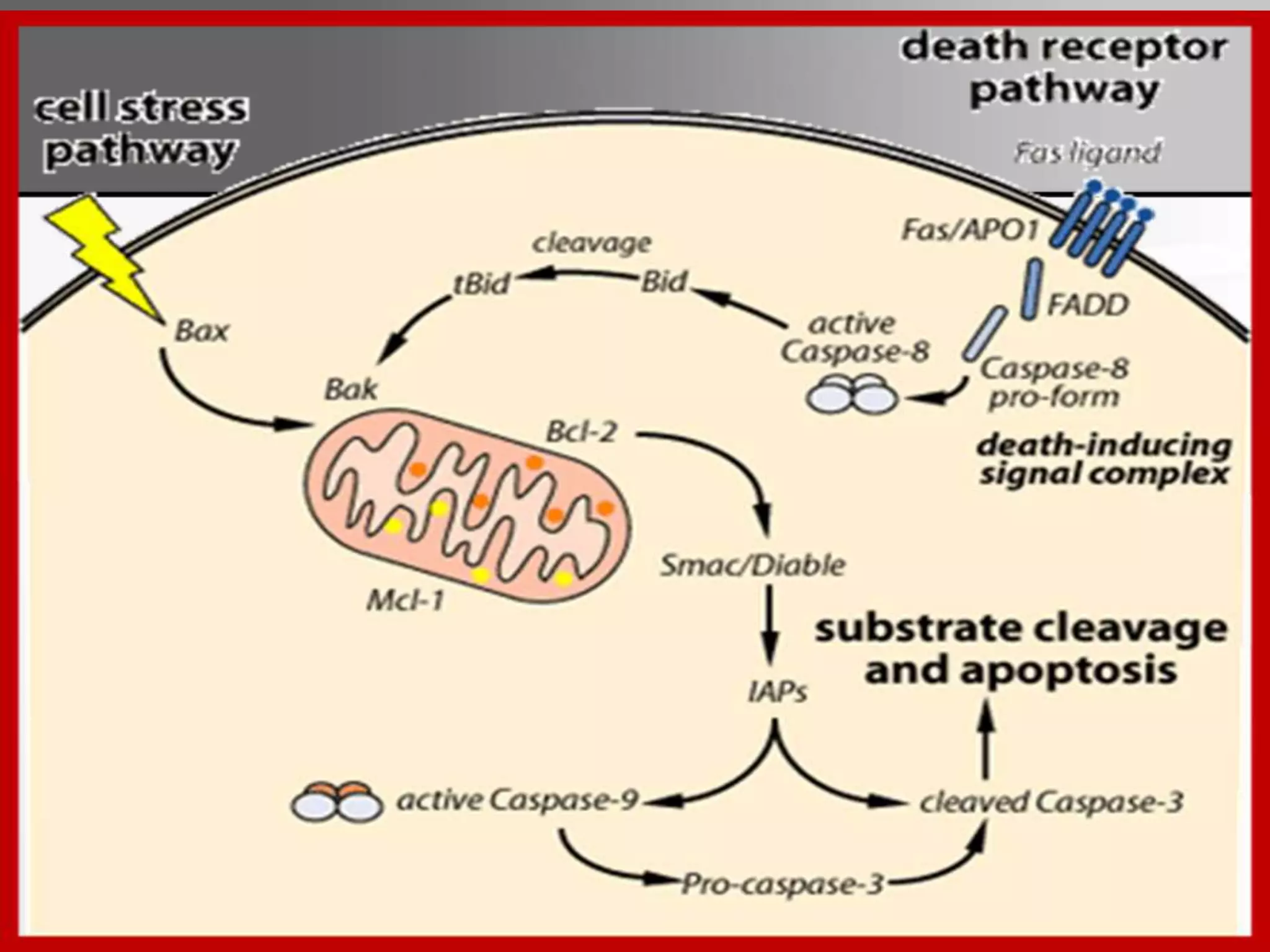 P53 apoptosis | PPTX