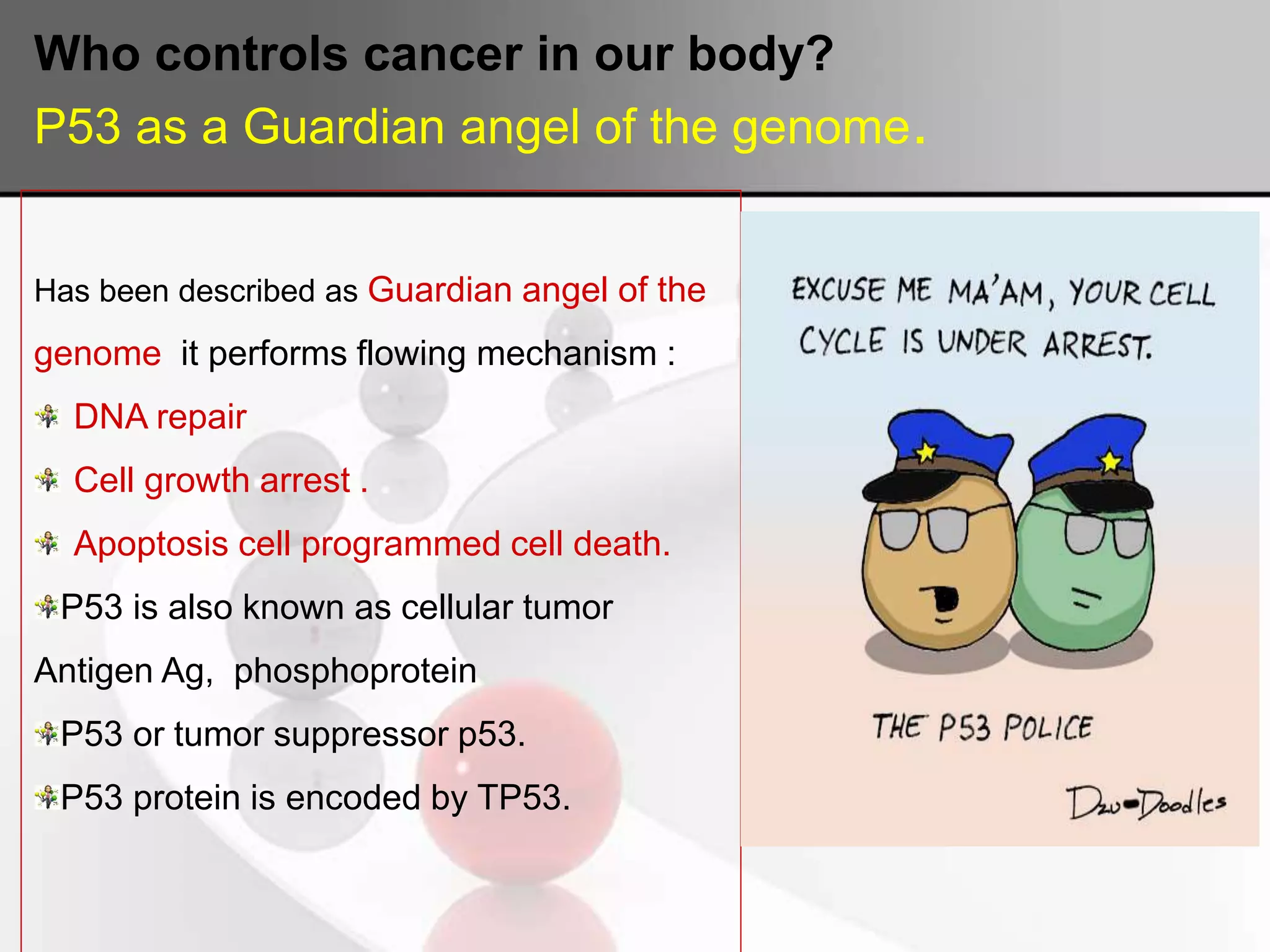 P53 apoptosis | PPTX