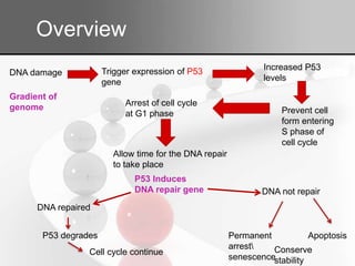 P53 apoptosis | PPTX