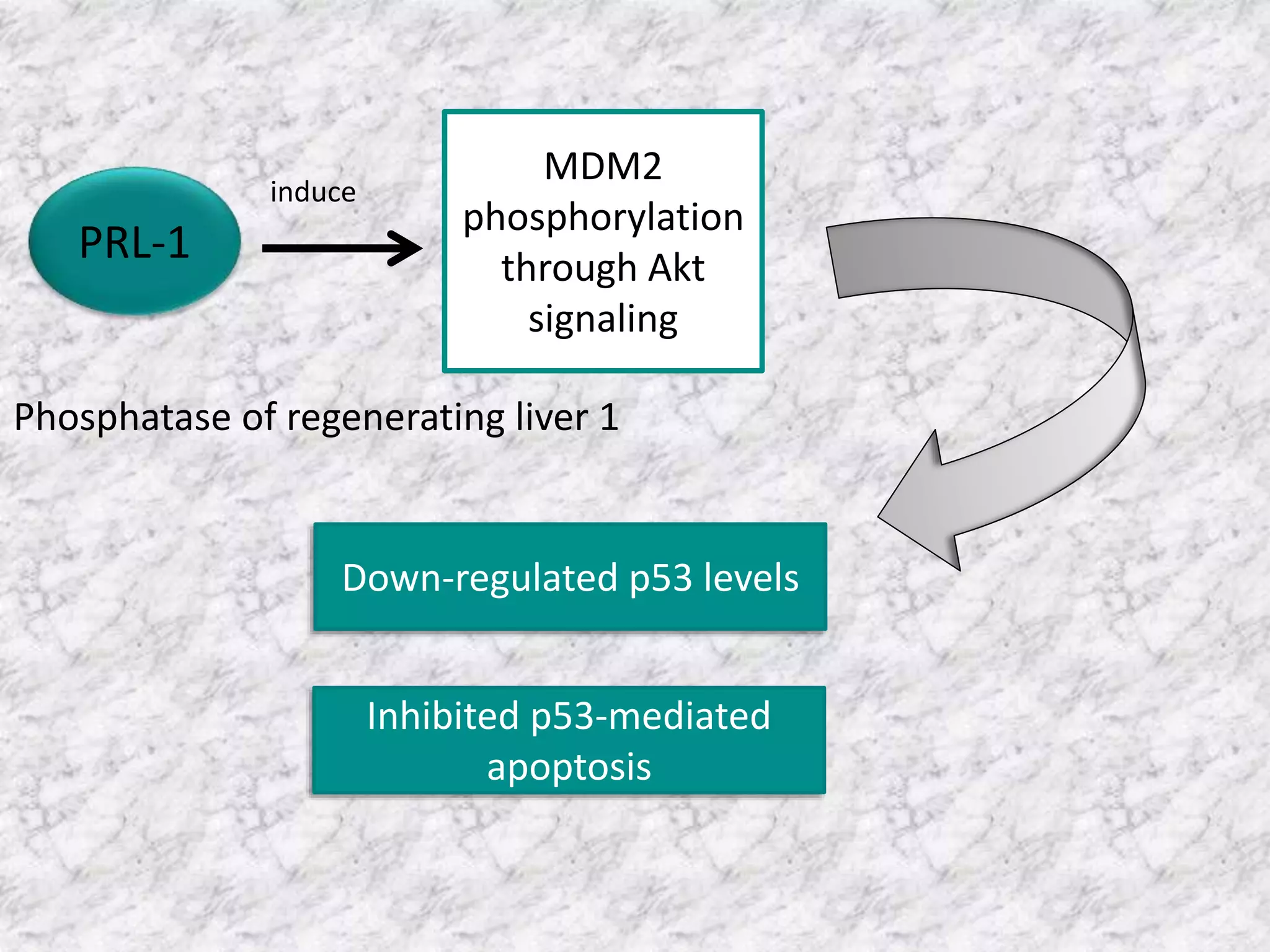 P53 in hepatocellular carcinoma | PPTX