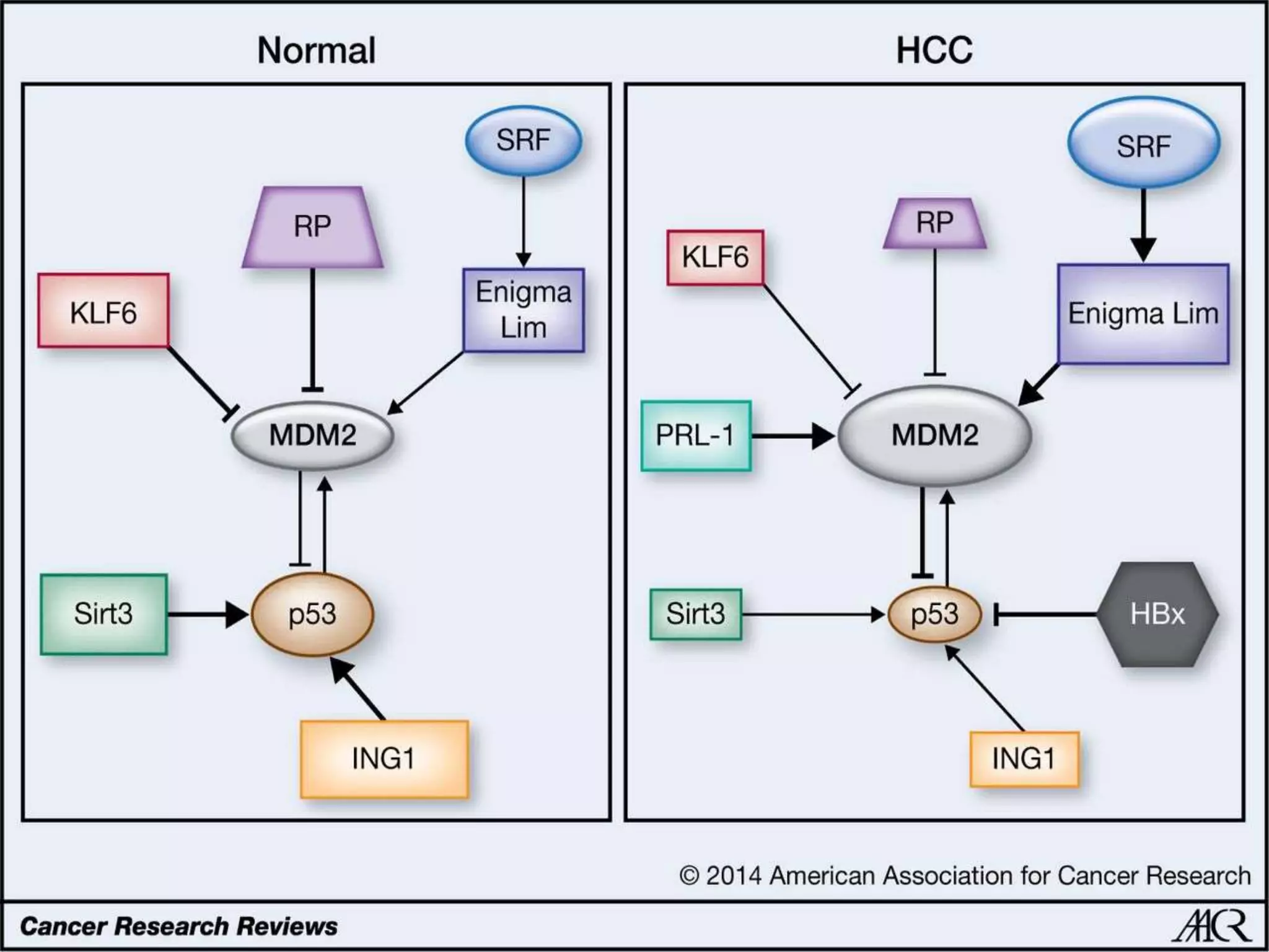 P53 in hepatocellular carcinoma | PPTX