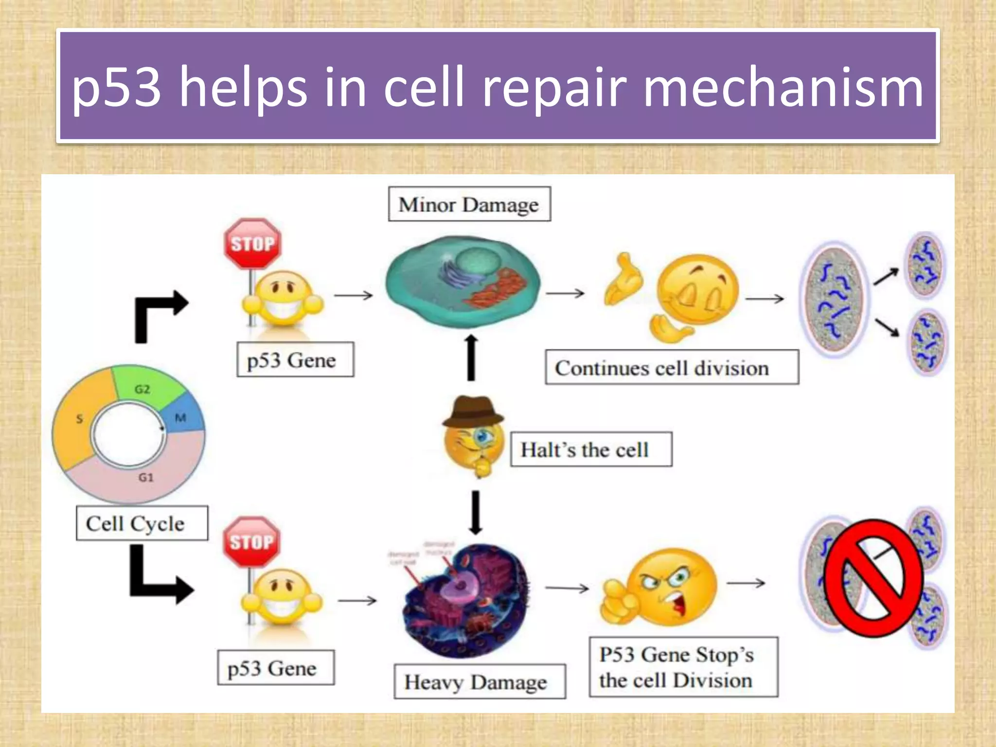 P53 in hepatocellular carcinoma | PPTX