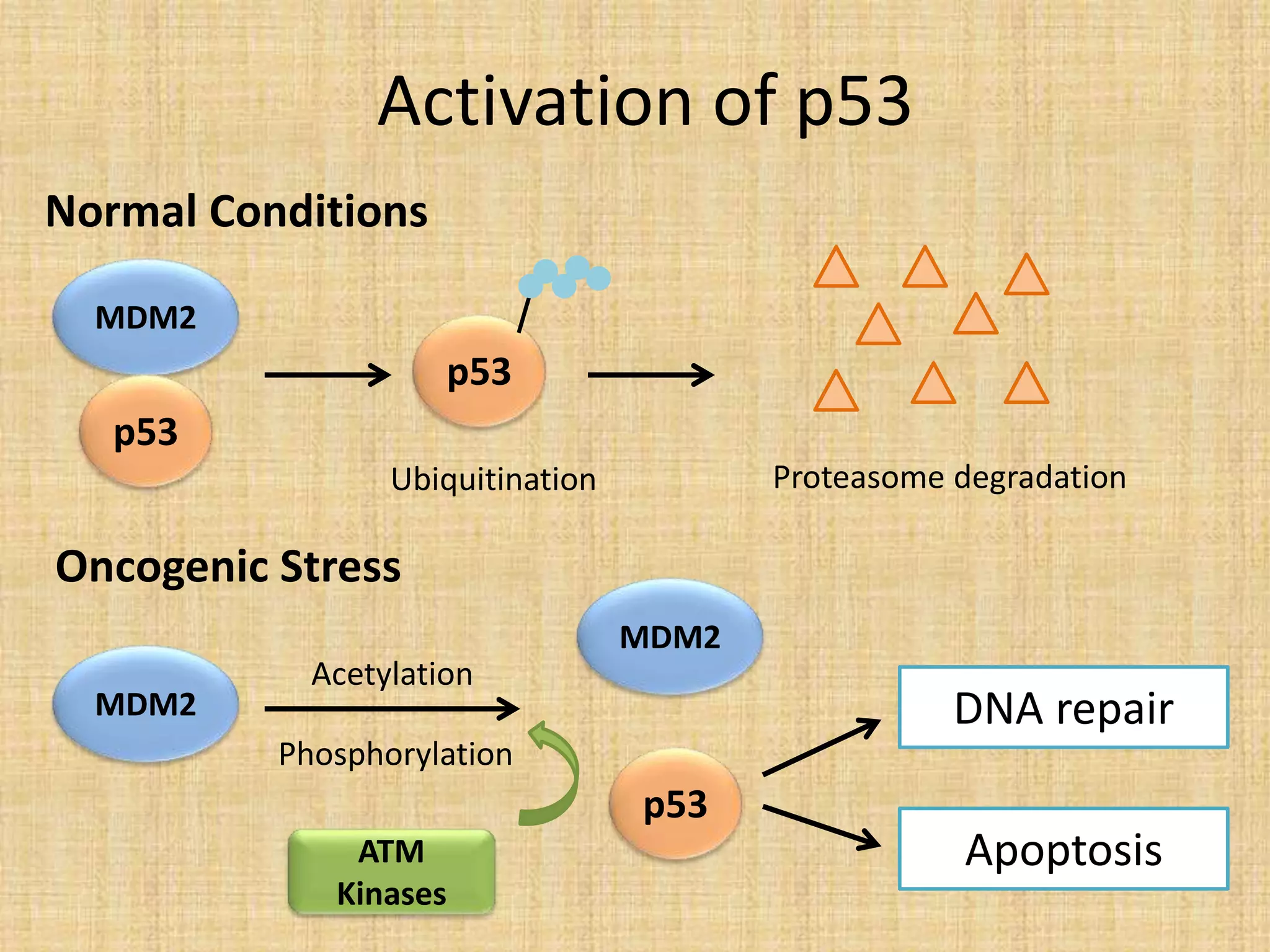 P53 in hepatocellular carcinoma | PPTX