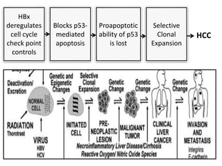 P53 in hepatocellular carcinoma | PPTX