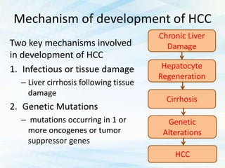 P53 in hepatocellular carcinoma | PPTX