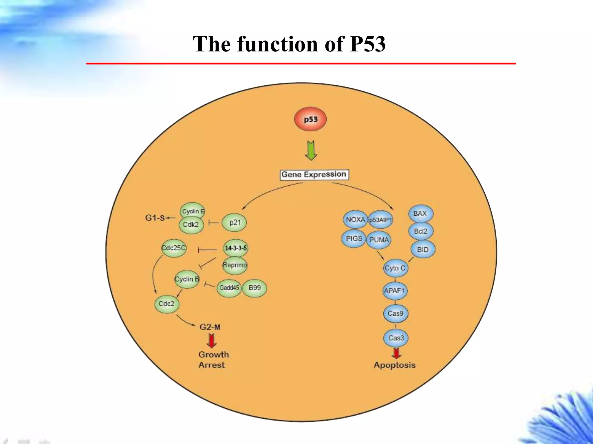 P53 signaling pathway creative diagnostics | PPTX