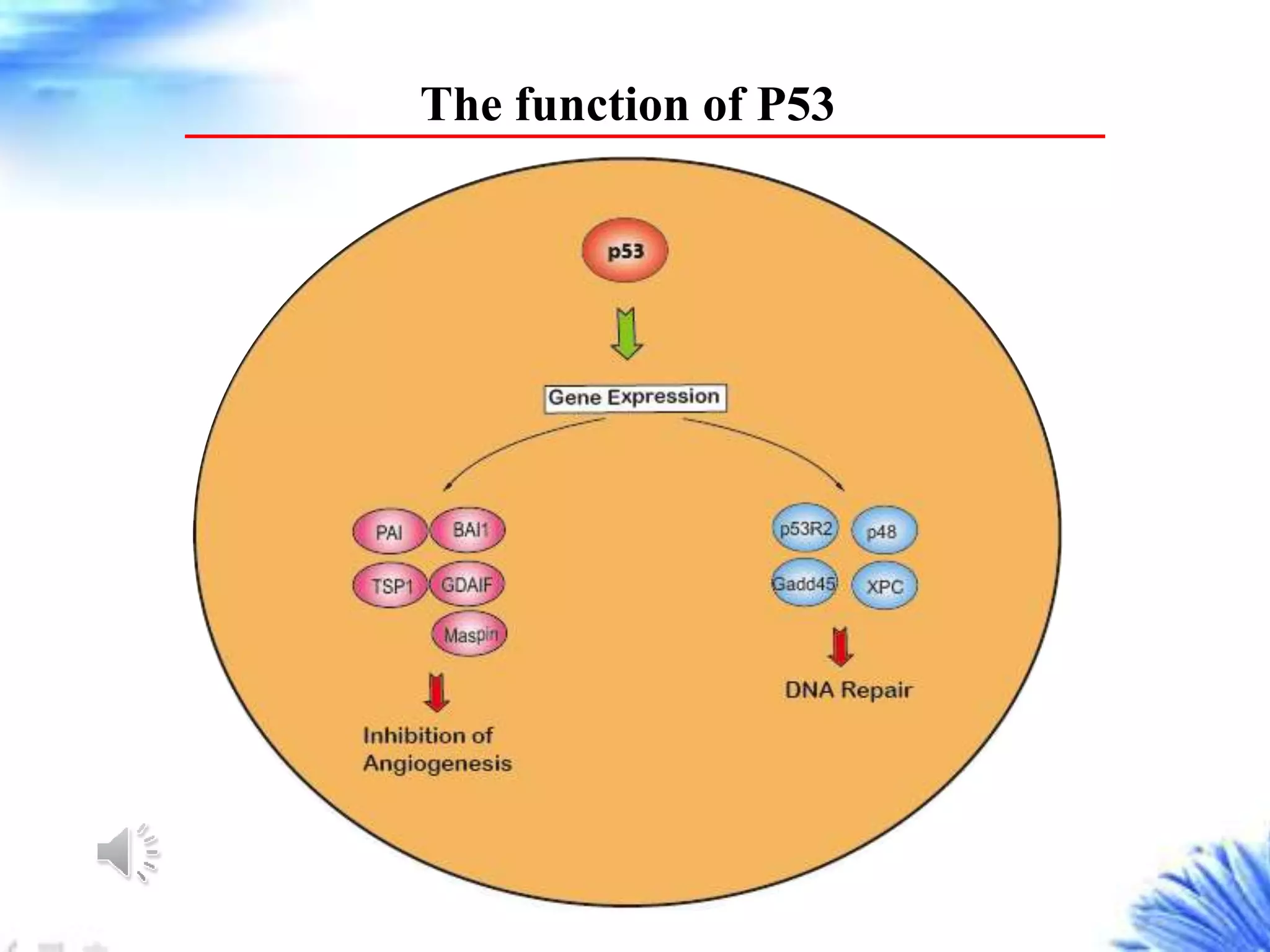 P53 signaling pathway creative diagnostics | PPTX