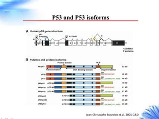 P53 signaling pathway creative diagnostics | PPTX