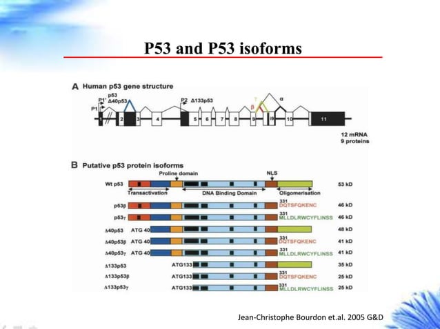 P53 signaling pathway creative diagnostics | PPTX | Cancer | Diseases and Conditions