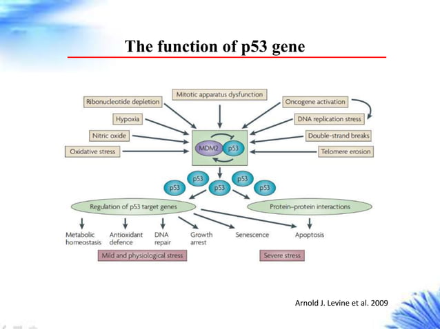 P53 signaling pathway creative diagnostics | PPTX | Cancer | Diseases and Conditions