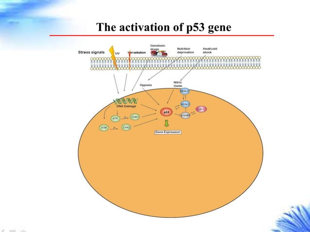 P53 signaling pathway creative diagnostics | PPTX | Cancer | Diseases and Conditions