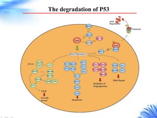 P53 signaling pathway creative diagnostics | PPTX