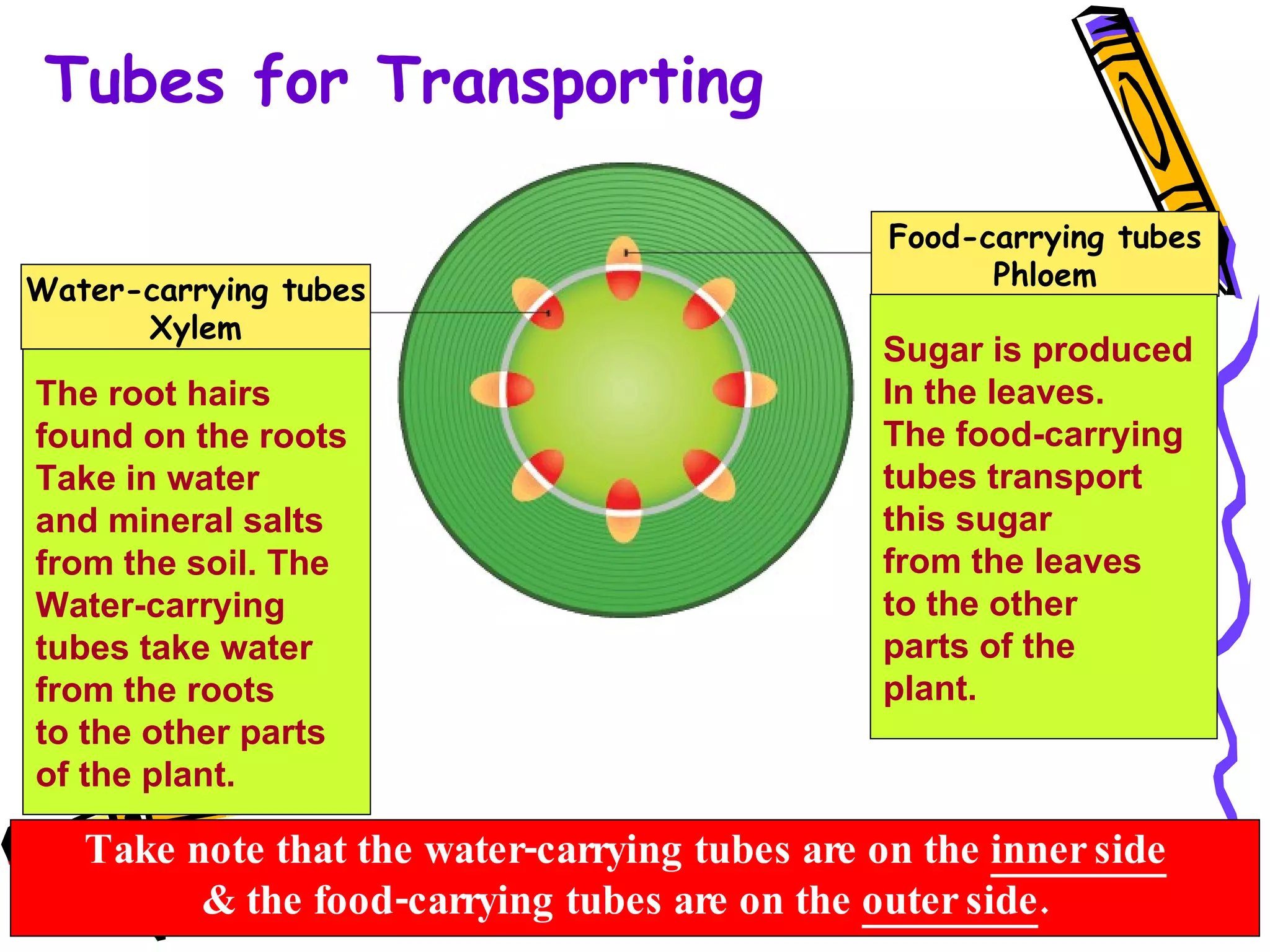 P5 Science - Plant Transport System | PPT