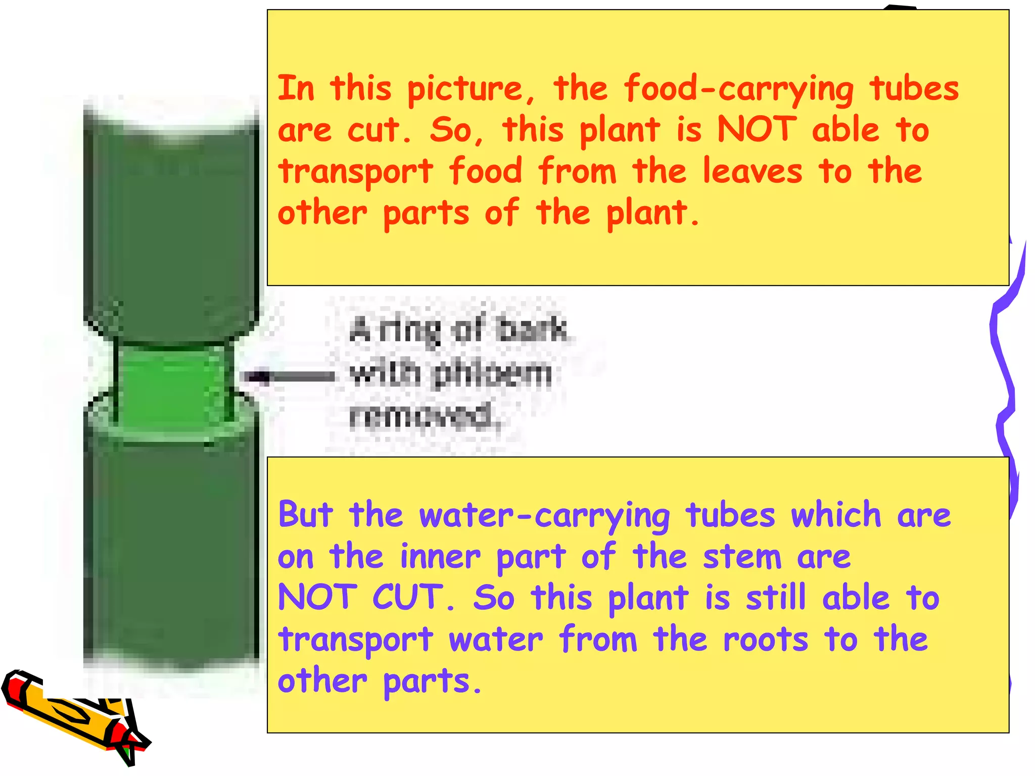 P5 Science - Plant Transport System | PPT