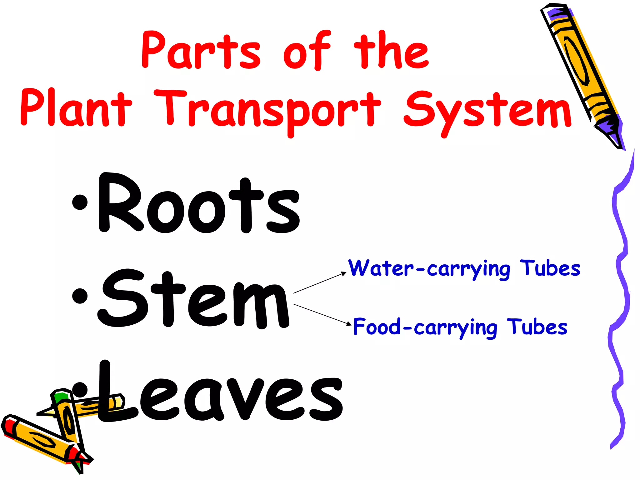 P5 Science - Plant Transport System | PPT
