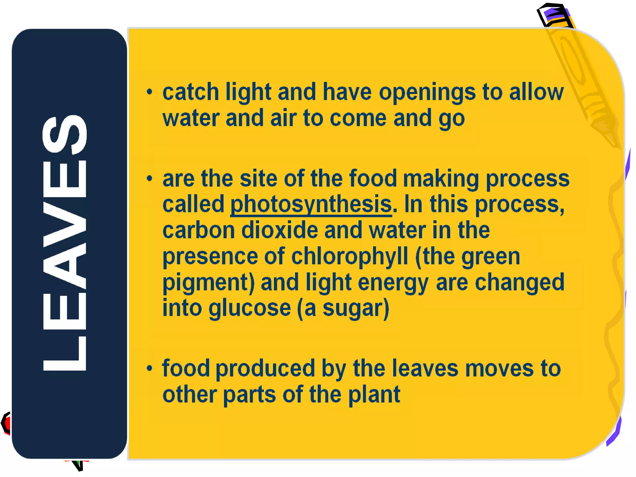 P5 Science - Plant Transport System | PPT