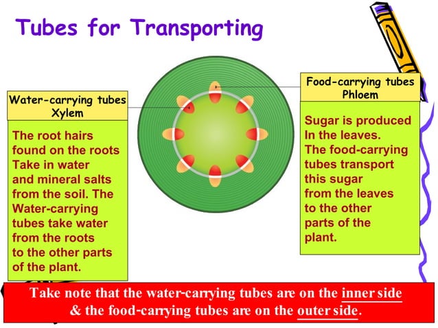 P5 Science - Plant Transport System | PPT | Gardening | Home & Garden