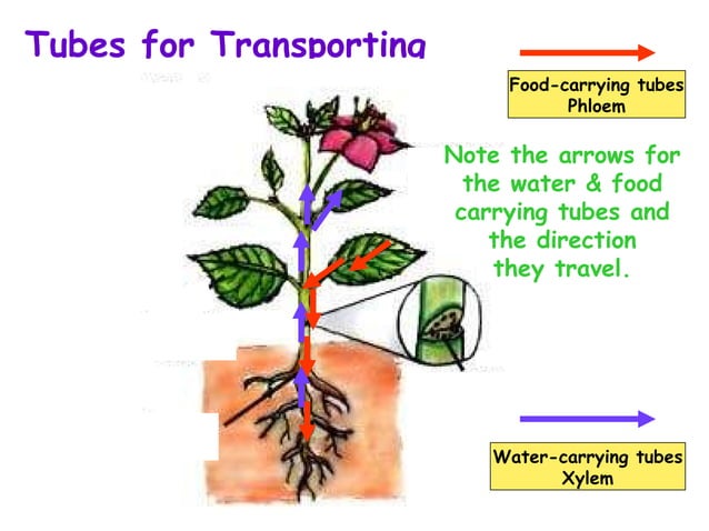 P5 Science - Plant Transport System | PPT | Gardening | Home & Garden