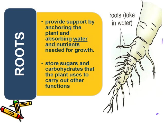 P5 Science - Plant Transport System | PPT | Gardening | Home & Garden