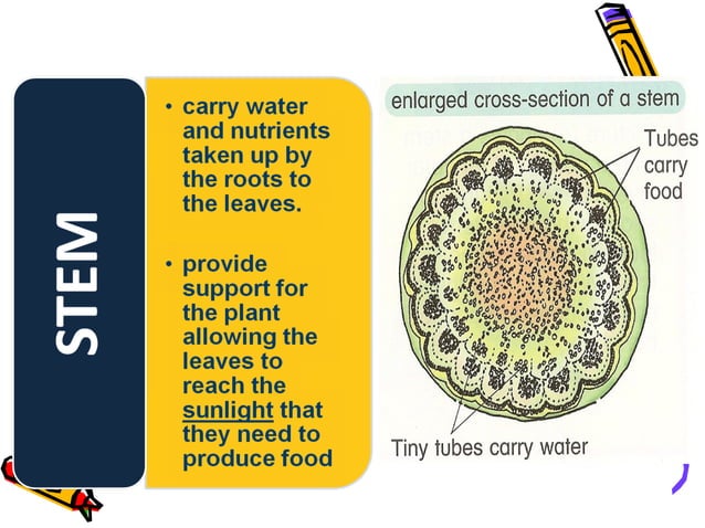 P5 Science - Plant Transport System | PPT | Gardening | Home & Garden
