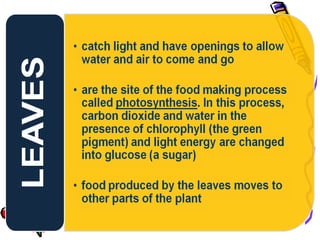 P5 Science - Plant Transport System | PPT