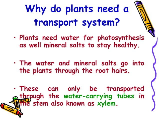 P5 Science - Plant Transport System | PPT | Gardening | Home & Garden