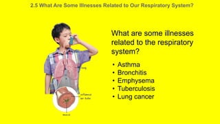 P5 Science Unit 2 Respiratory System.pptx.pdf