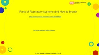P5 Science Unit 2 Respiratory System.pptx.pdf