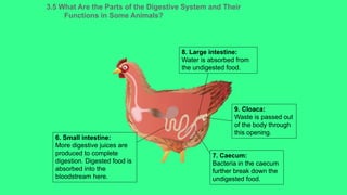 P5 SCIENCE UNIT 3 - DIGESTIVE SYSTEM PART 2 .pptx.pdf