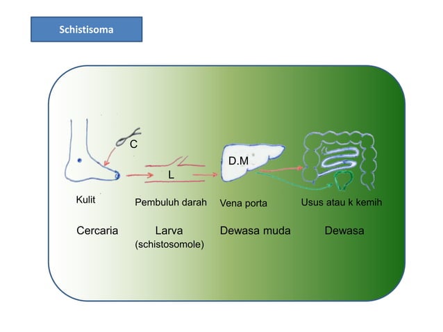 P5 Trematoda.ppt