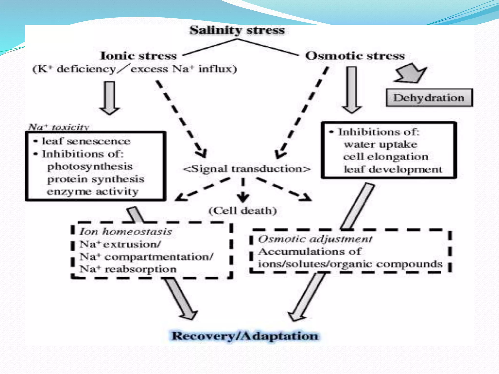 IONIC AND OSMOTIC HOMEOSTASIS, REACTIVE OXYGEN SPECIES.pptx