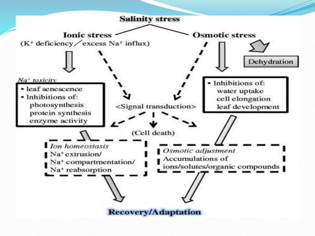 Ionic And Osmotic Homeostasis Reactive Oxygen Speciespptx 5109
