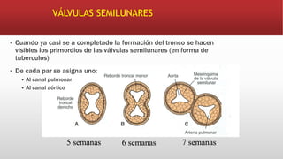 SISTEMA_CARDIOVASCULAR_histoembriologia.pptx