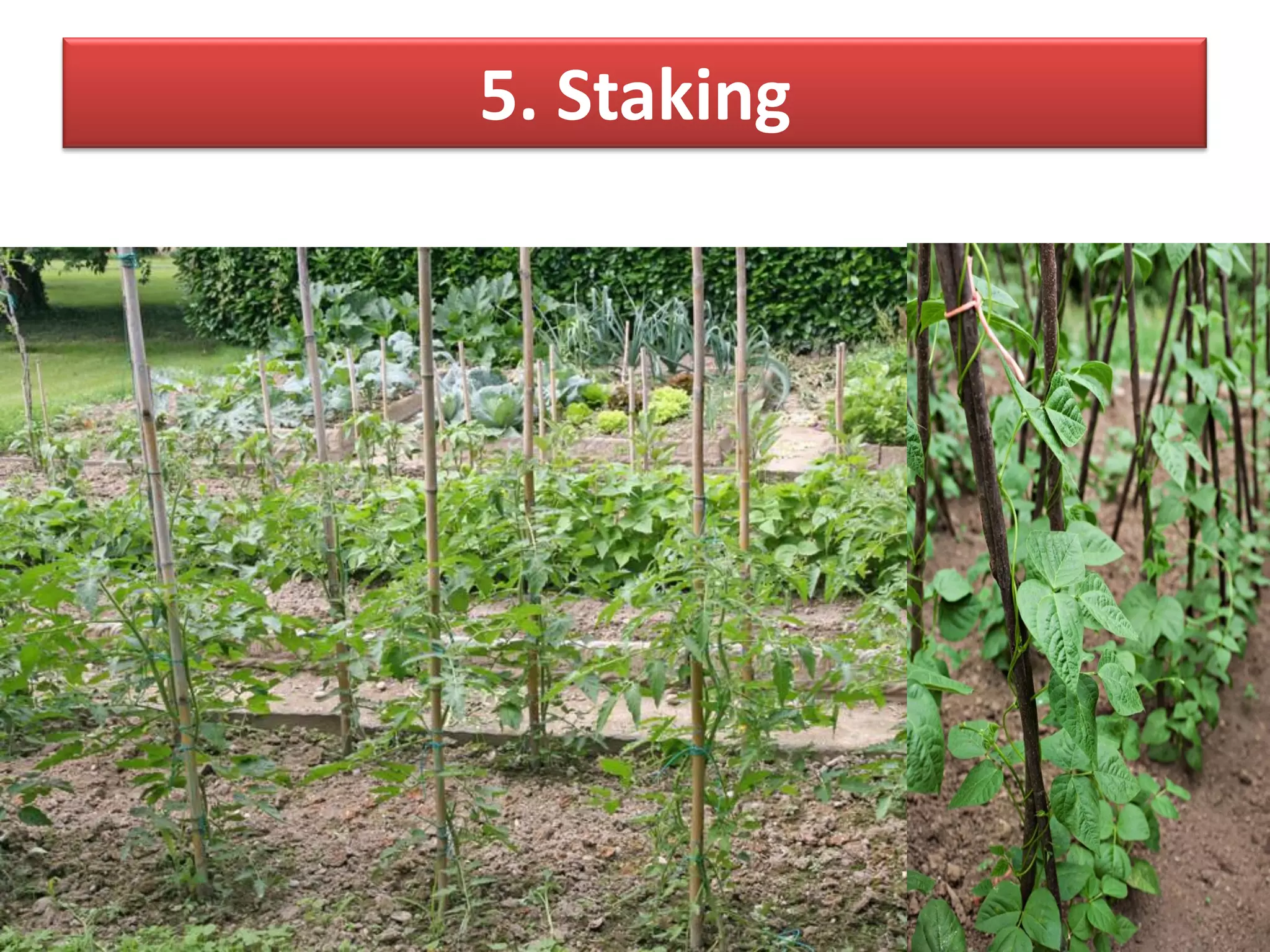 Intercultural operations in vegetable crops | PDF