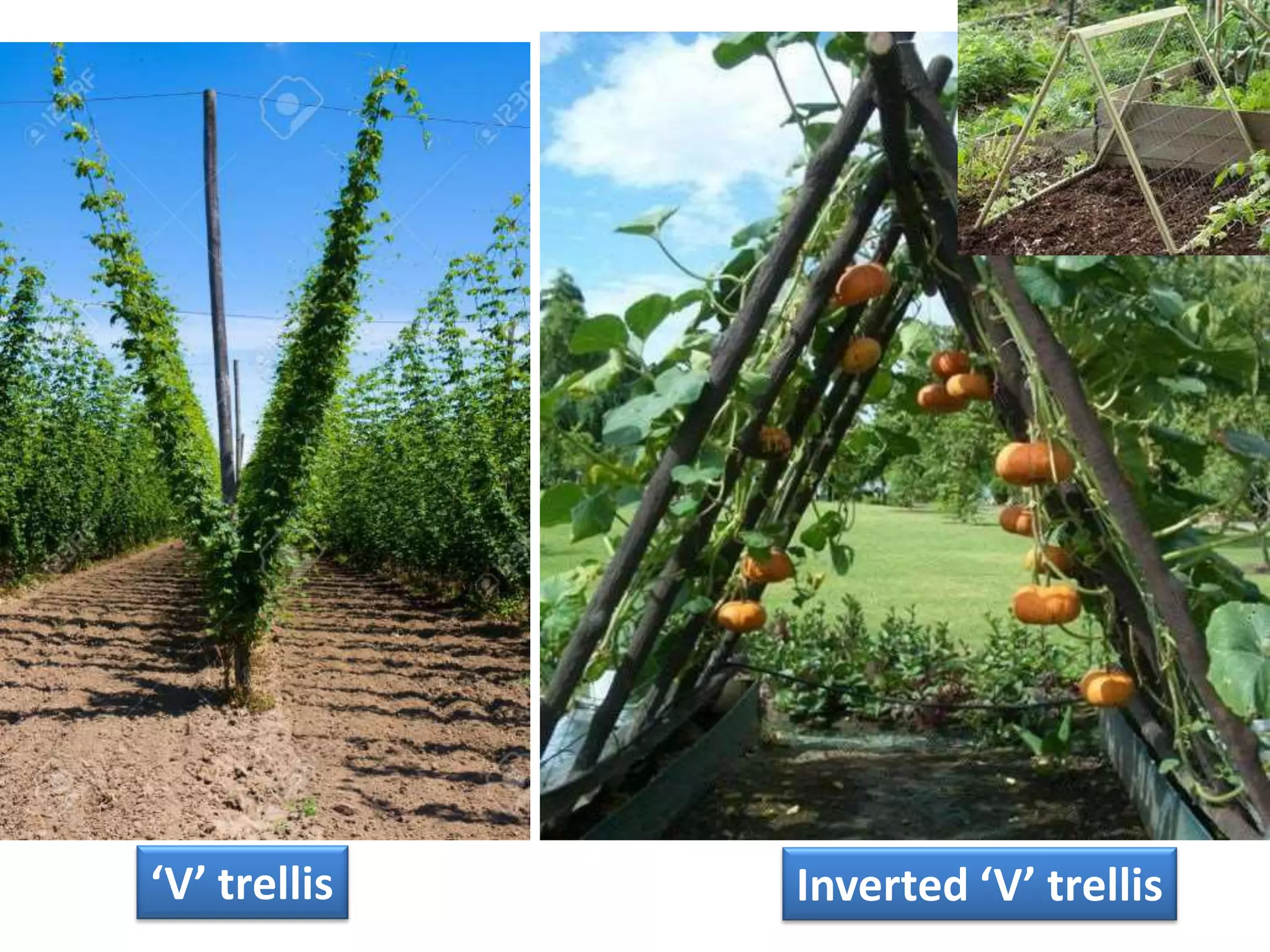 Intercultural operations in vegetable crops | PDF